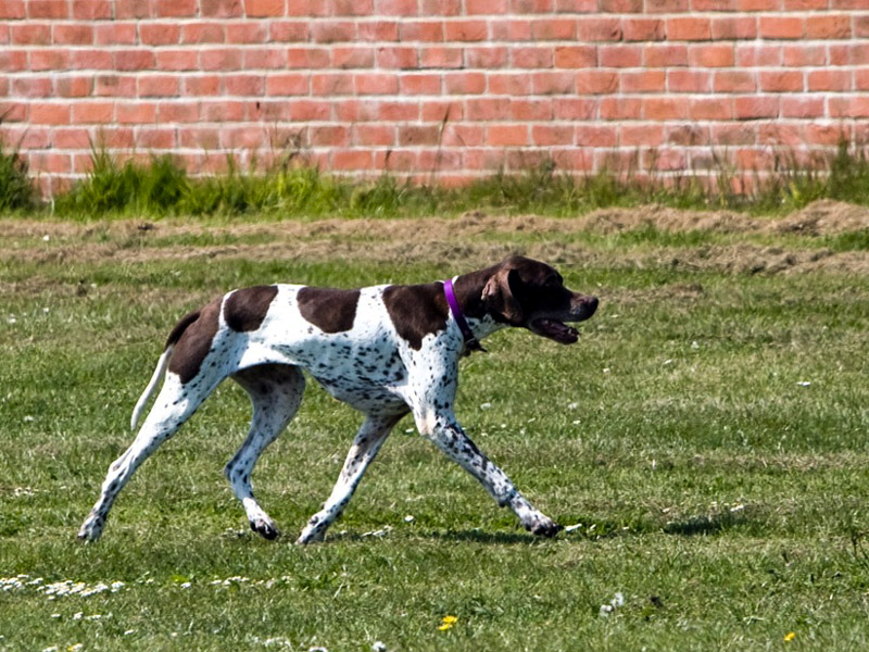 English Pointer - Hunderassenprofil mit Bildern - Hunde123.de